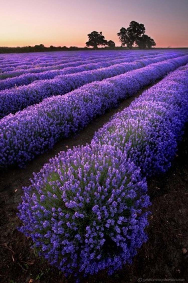 Halcyon Days: Lavender Dreams